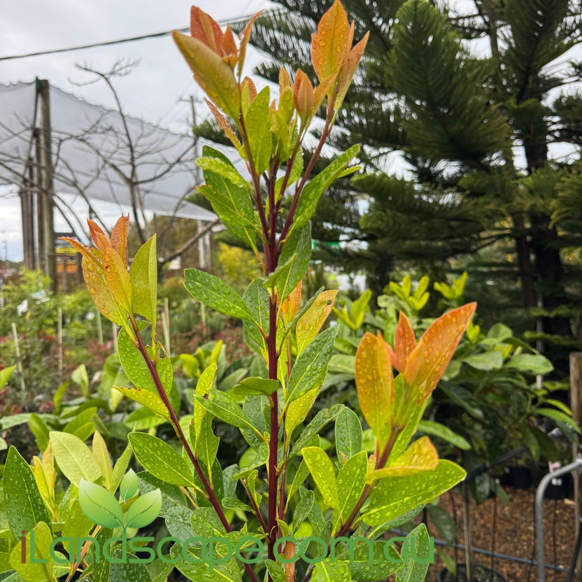 Tristaniopsis laurina ‘Luscious’ – Lush Water Gum Tree | Sunshine Coast ...