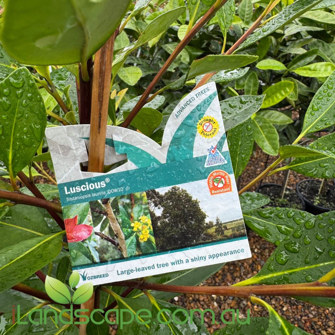 Tristaniopsis laurina ‘Luscious’ – Lush Water Gum Tree | Sunshine Coast ...