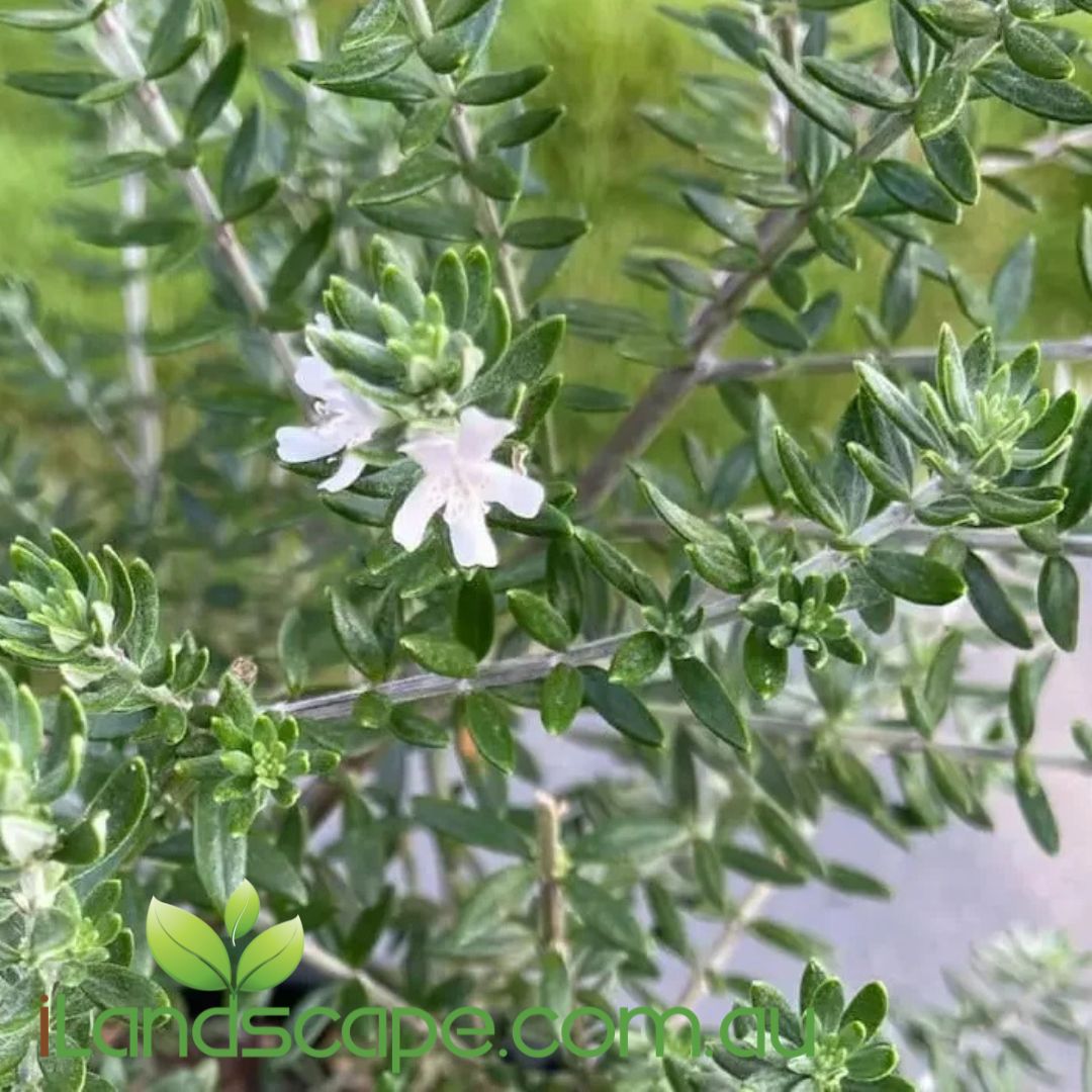 All-Time Favourite Compact Natives for Small Hedges, Borders and Topia ...