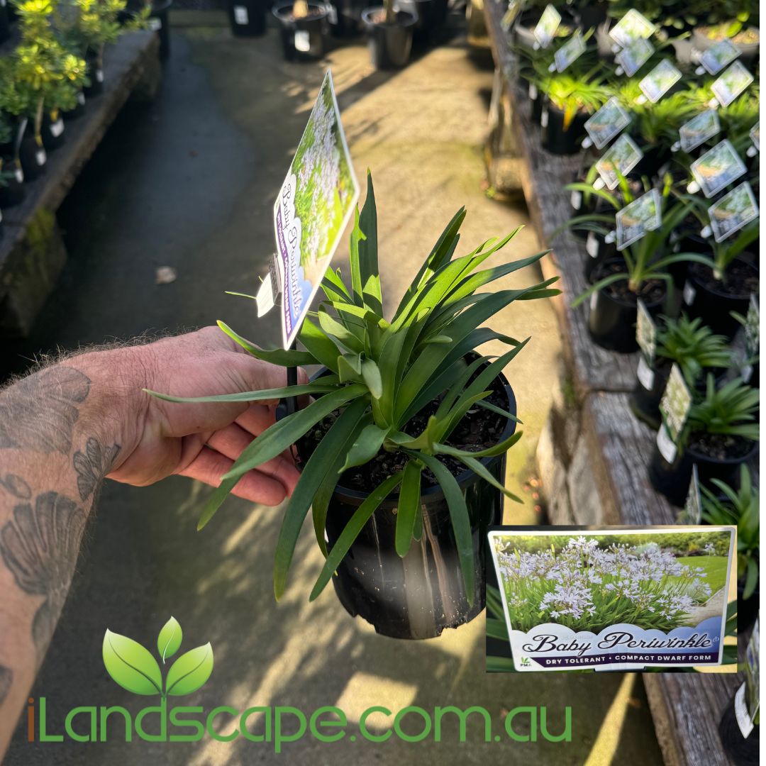 Agapanthus Baby Periwinkle – Sunshine Coast Nursery & Garden Centre