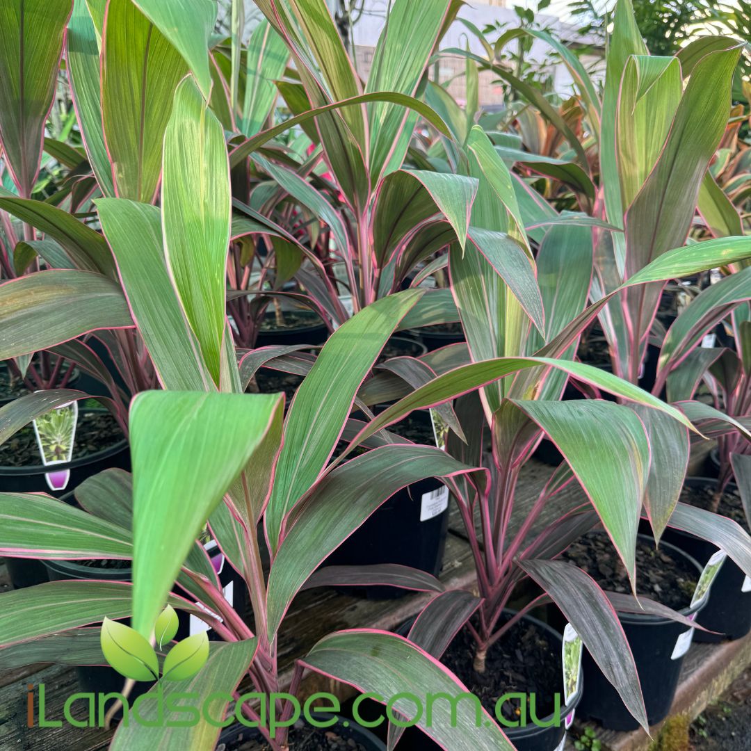 Cordyline fruticosa Pink Diamond – Sunshine Coast Nursery & Garden Centre