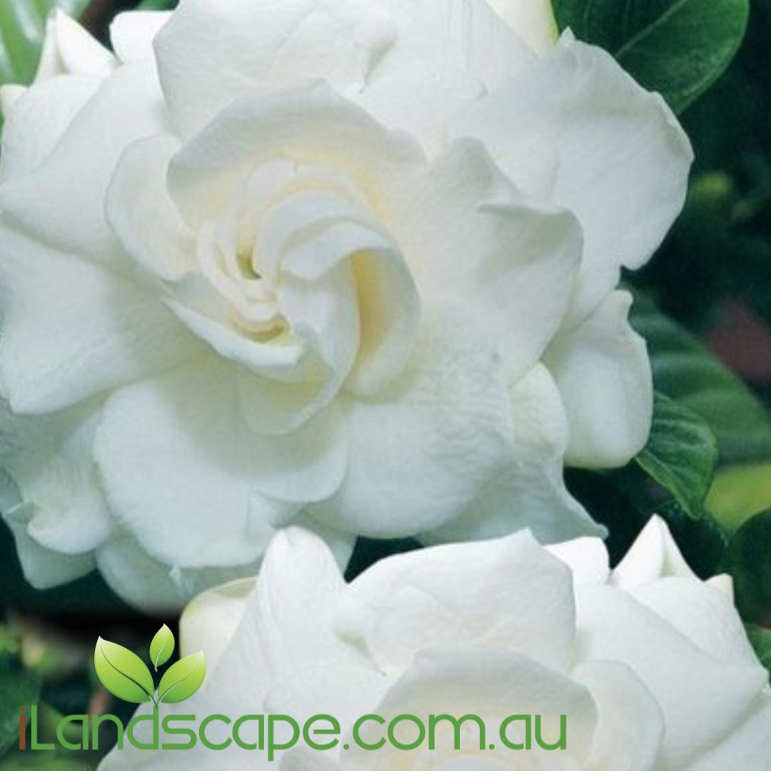 Gardenia ‘True Love’ | Fragrant Garden Shrub | Sunshine Coast Nursery ...