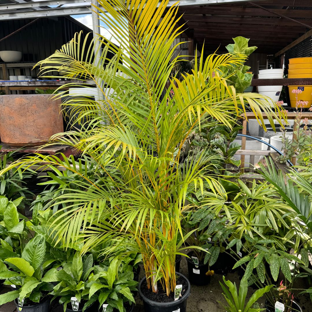 Dypsis lutescens (syn. Chrysalidocarpus lutescens) - Golden Cane Palm ...