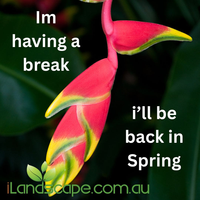 Tropical Plants | Exotic Plants for Sunshine Coast Gardens – Page 2 ...