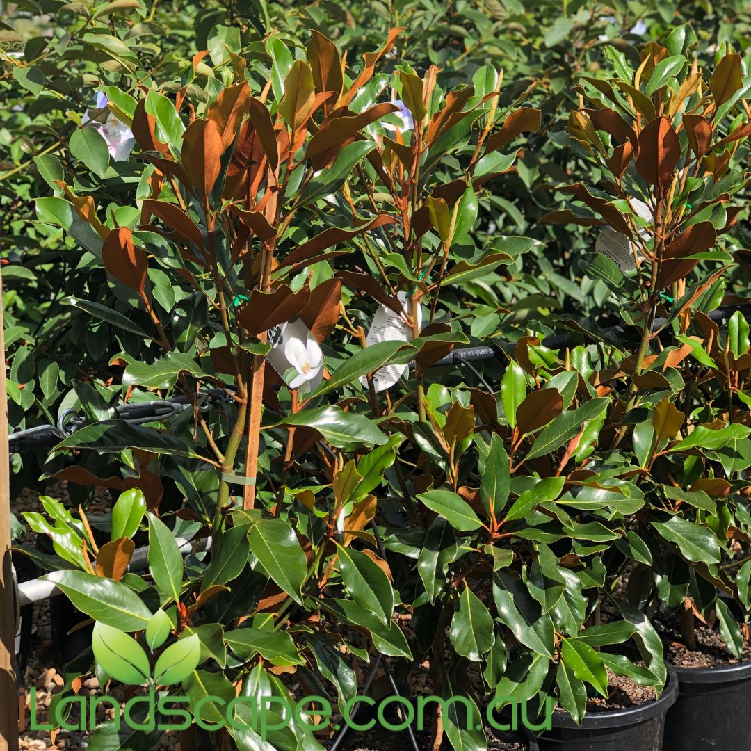 Magnolia Kay Paris – Sunshine Coast Nursery & Garden Centre