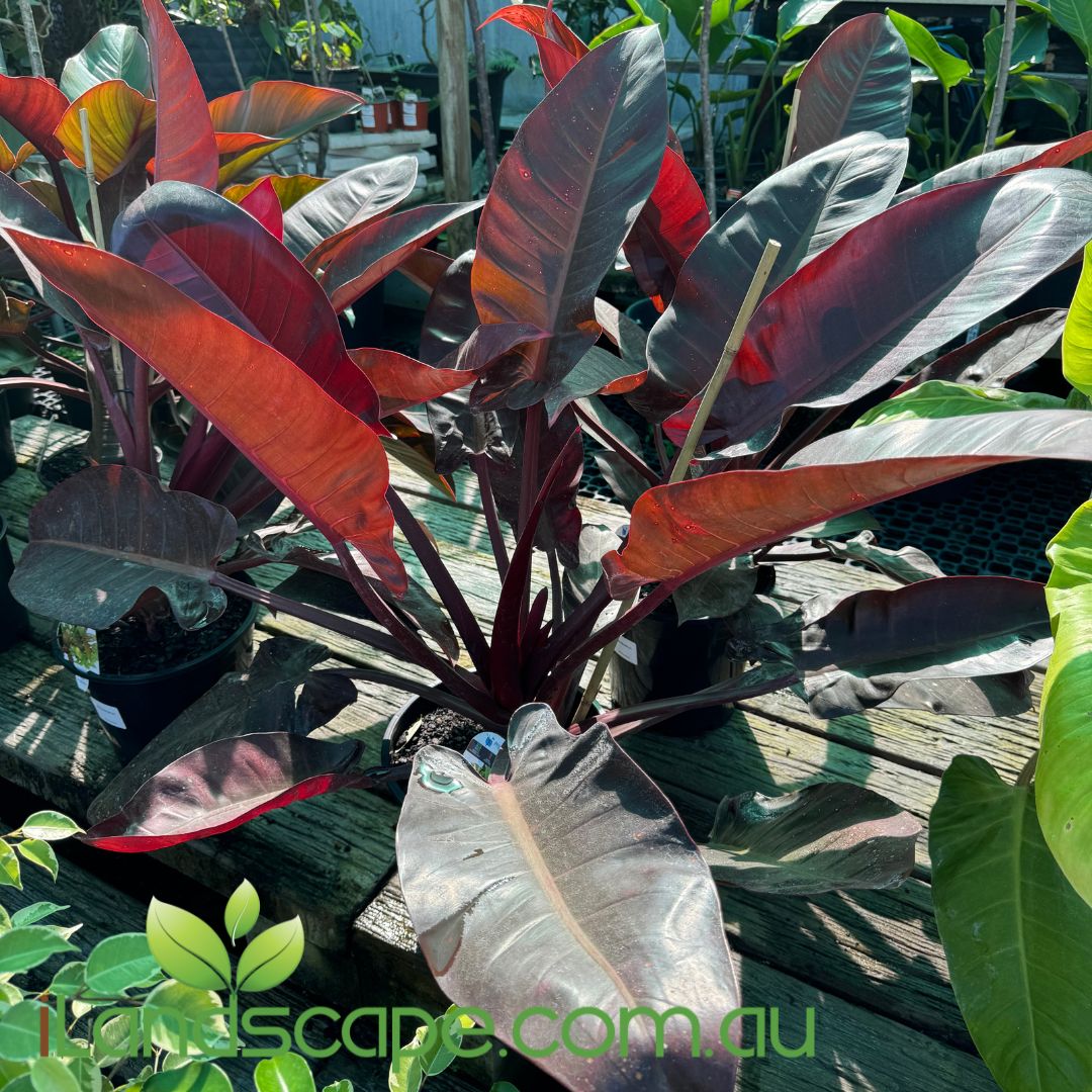 Philodendron Red Cardinal – Sunshine Coast Nursery & Garden Centre