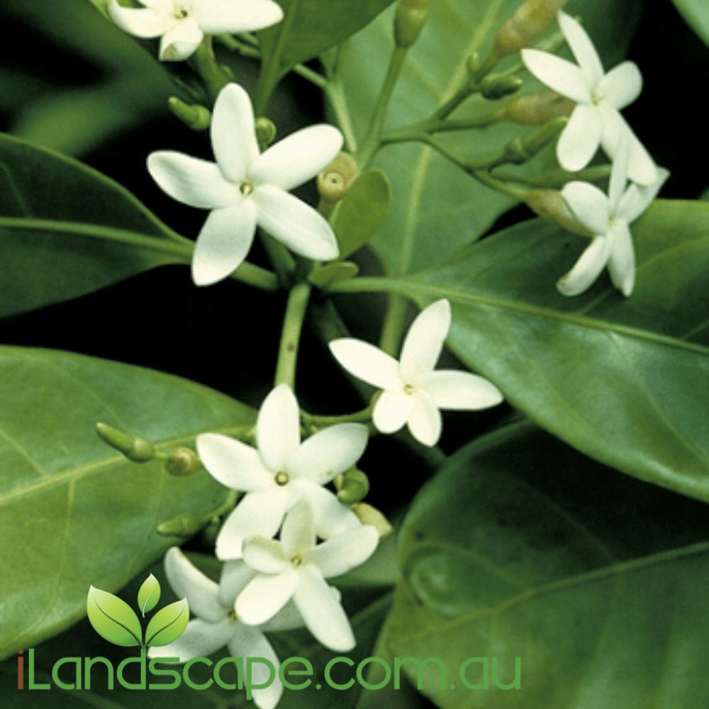 Randia fitzalanii | Native Gardenia | Fragrant Flowering Shrub ...