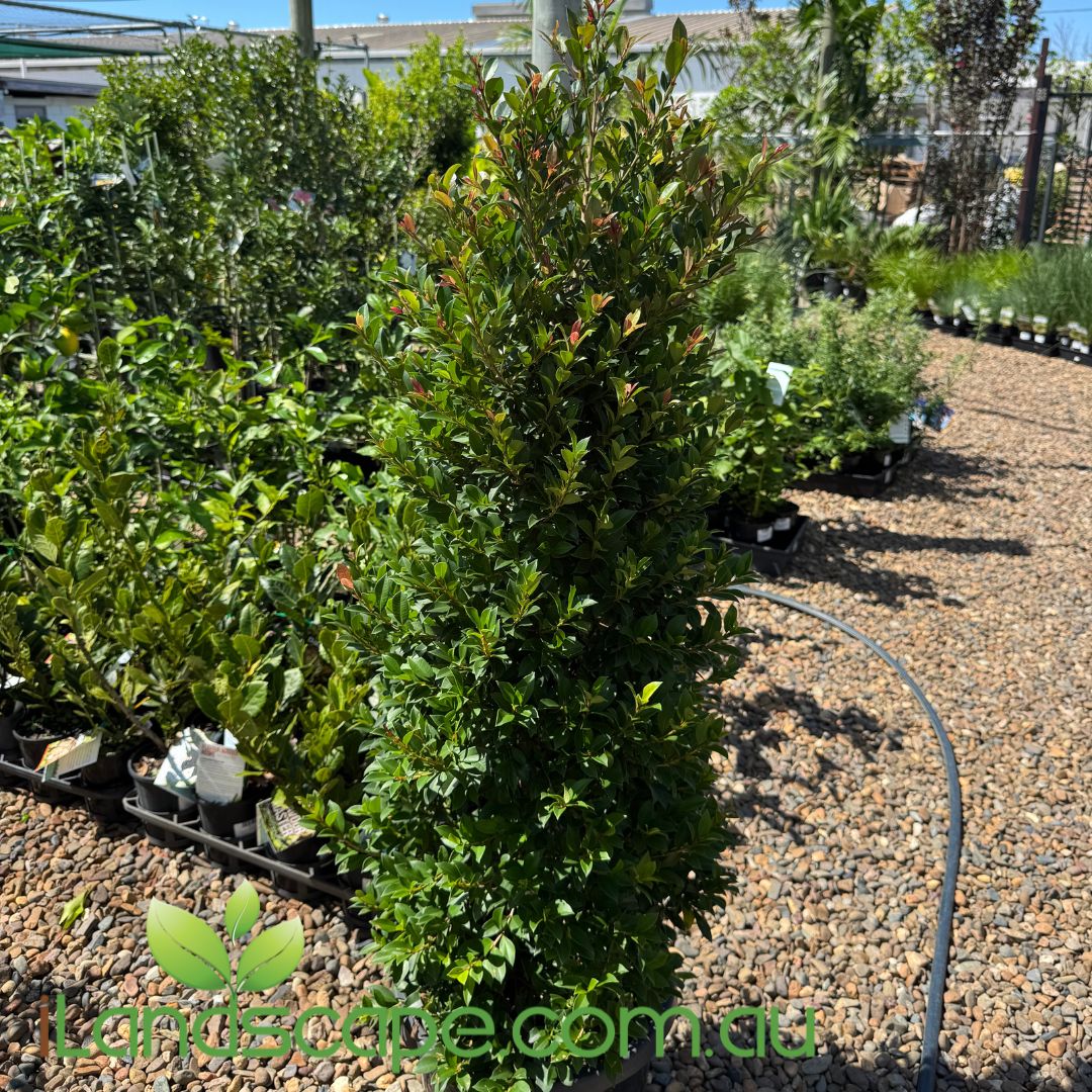 Syzygium ‘Bonfire’ – Compact Lilly Pilly with Fiery New Growth ...