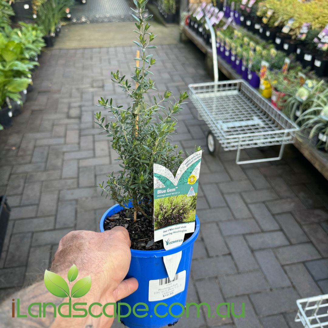 All-Time Favourite Compact Natives for Small Hedges, Borders and Topia ...