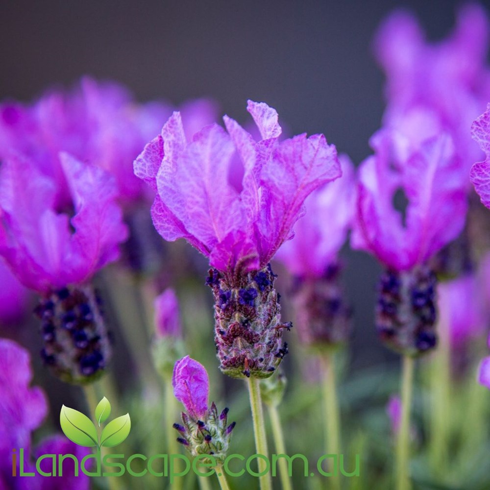 Lavendula Fairy Wings 'Spellbound' – Sunshine Coast Nursery & Garden Centre