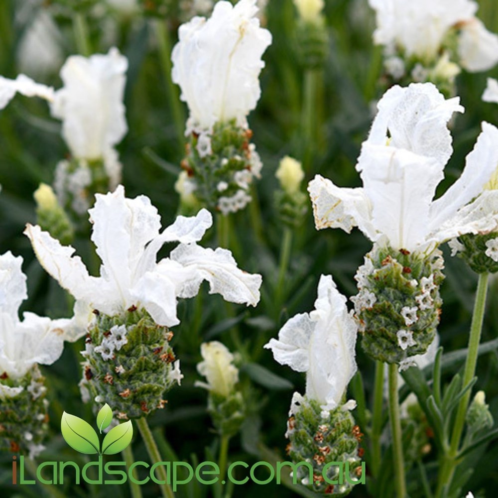 Lavendula 'The Snow Princess' – Sunshine Coast Nursery & Garden Centre