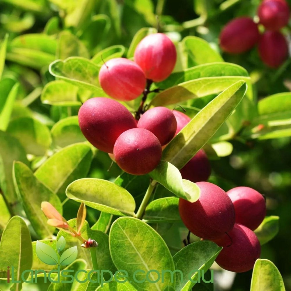 Miracle Fruit – Sunshine Coast Nursery & Garden Centre