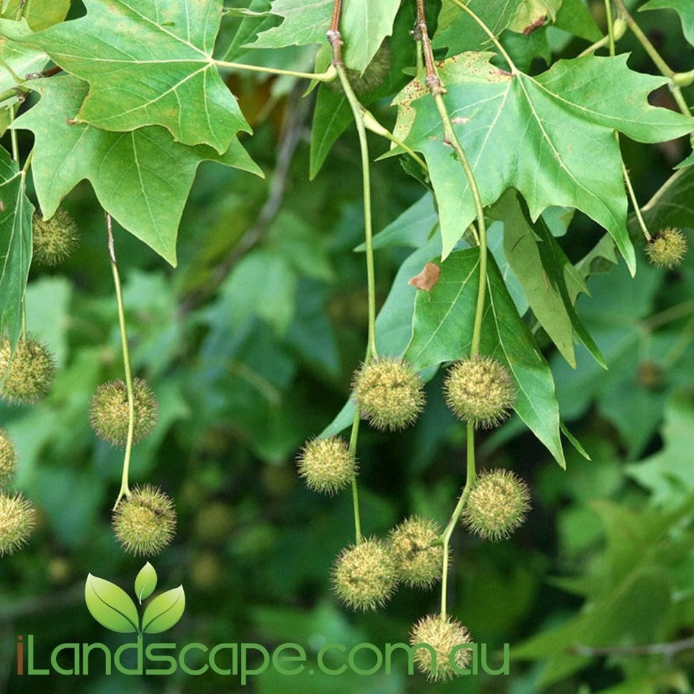 Platanus x acerifolia Bloodgood - London Plane tree – Sunshine Coast ...
