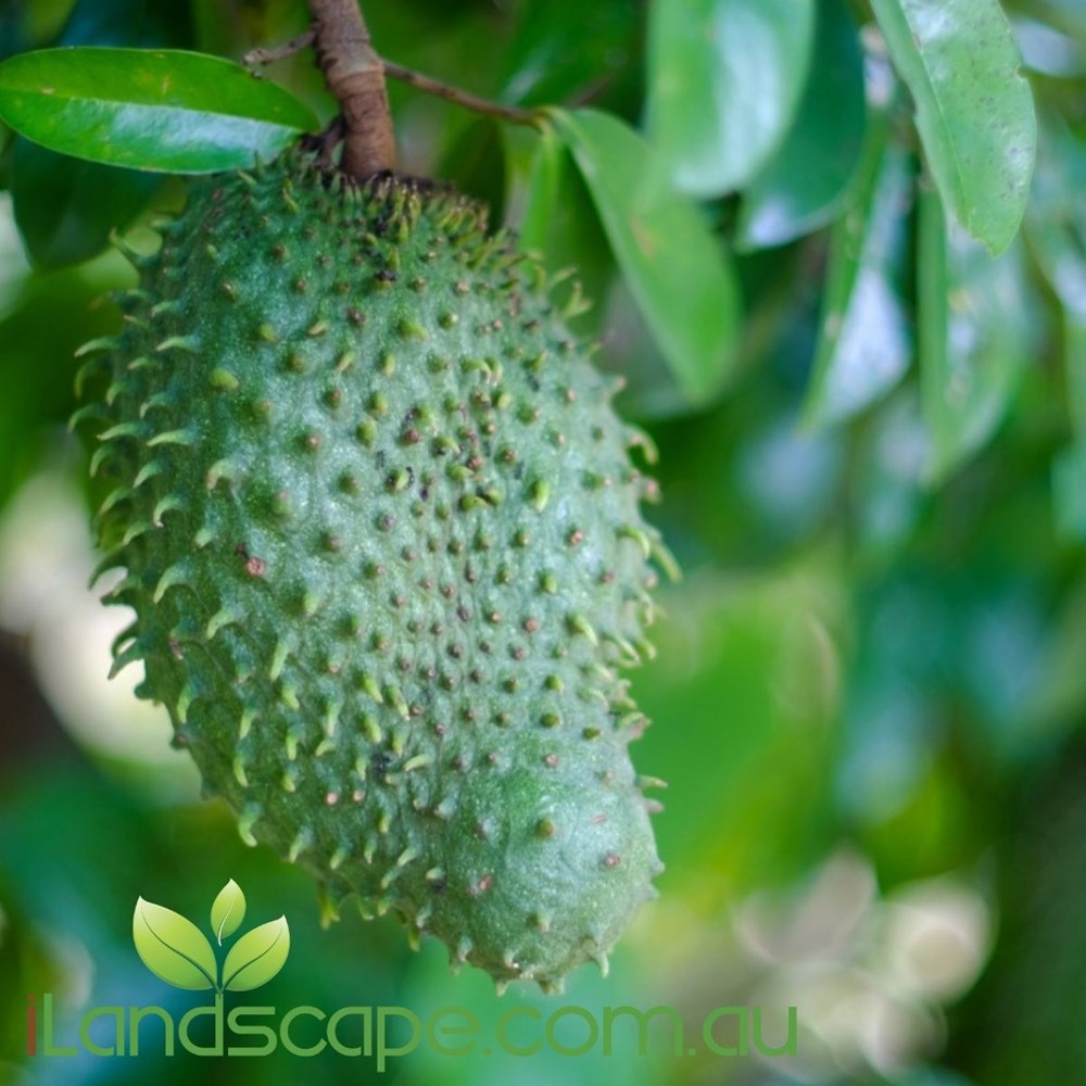 Soursop (seedling grown) – Sunshine Coast Nursery & Garden Centre