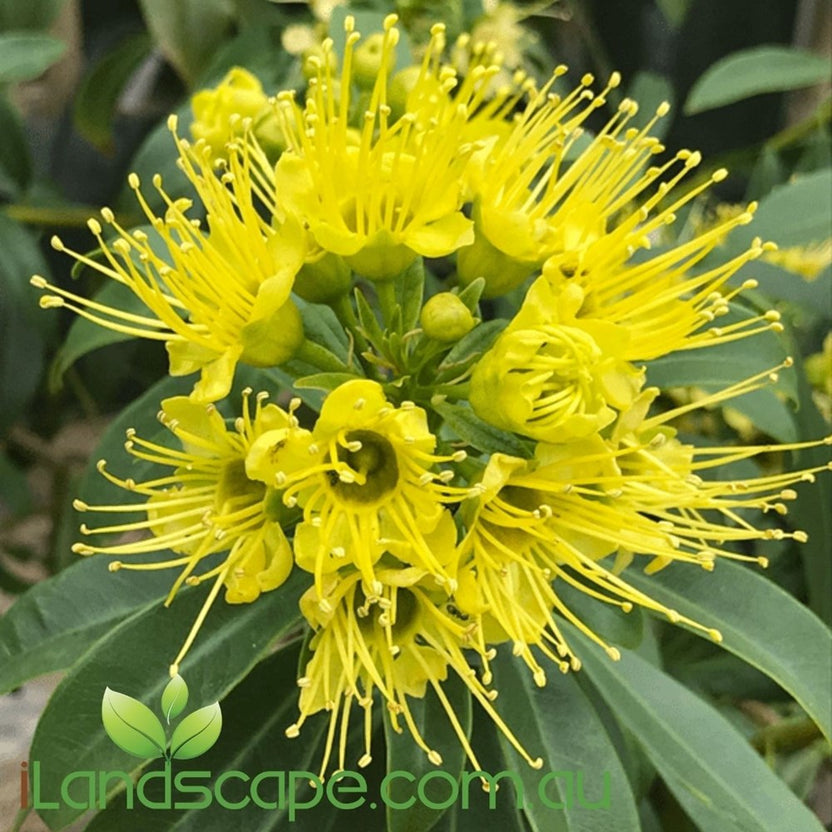 Xanthostemon chrysanthus – Golden Penda | Spectacular Flowering Native ...